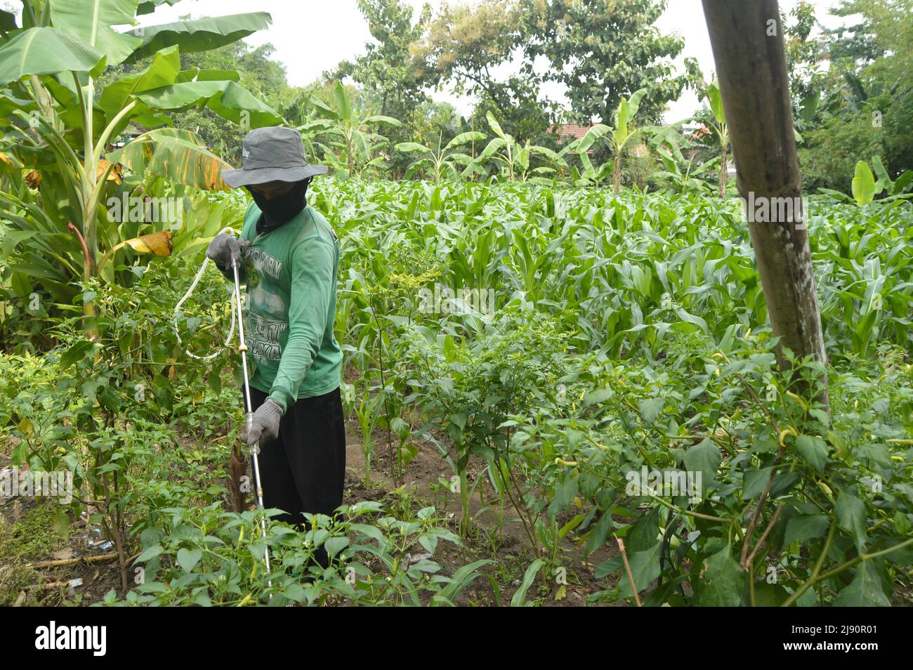 corn field with farmers at work Stock Photo - Alamy