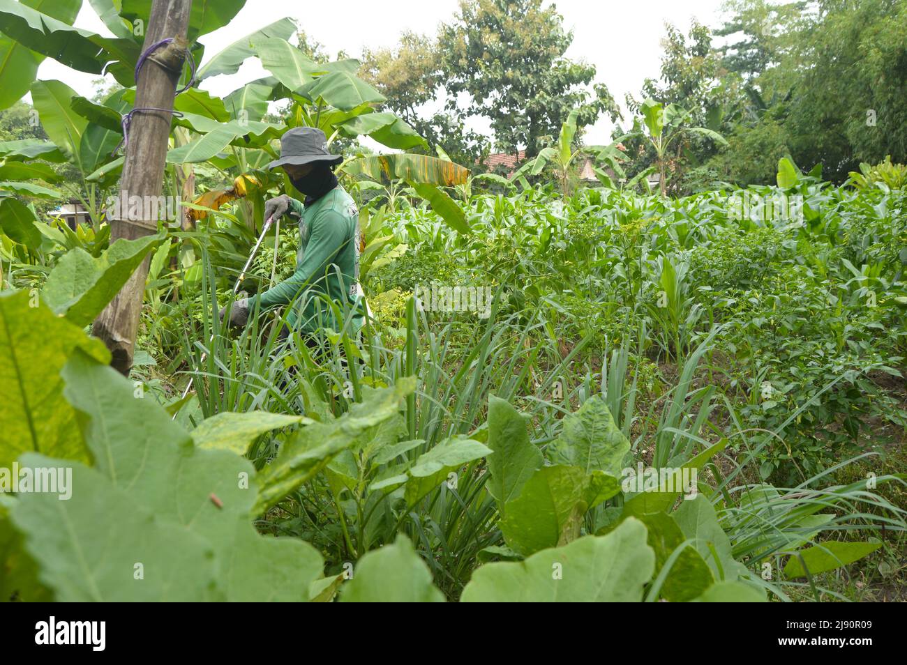 corn field with farmers at work Stock Photo - Alamy