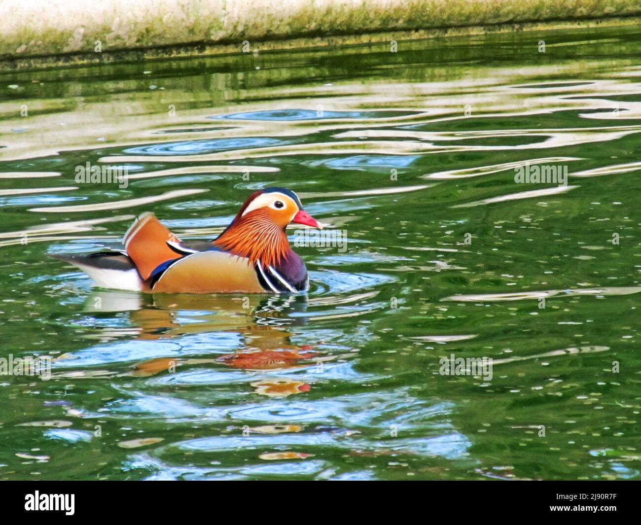 The multi-colored Drake of a Manderin duck, Axis Galericulata, on an ...