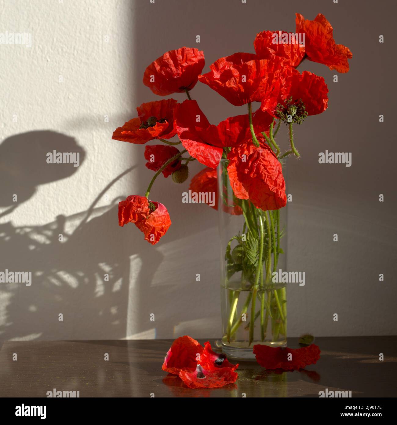 Flora of Gran Canaria - Papaver rhoeas, common poppy, small posy ...