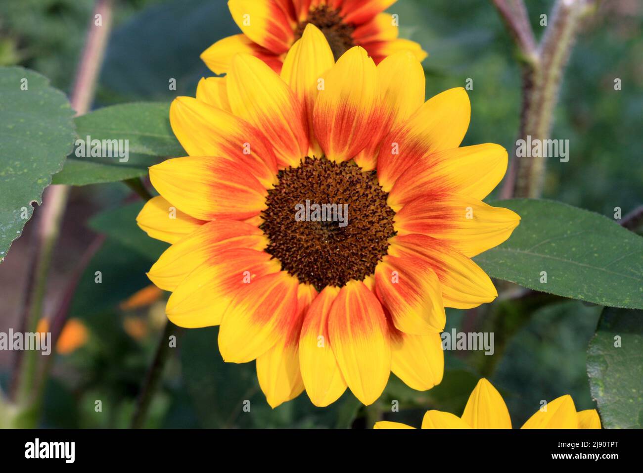 Bi color sunflower hi-res stock photography and images - Alamy