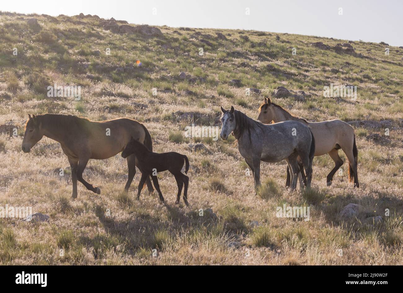 Wild Horses in Spring in the Utah Desert Stock Photo - Alamy