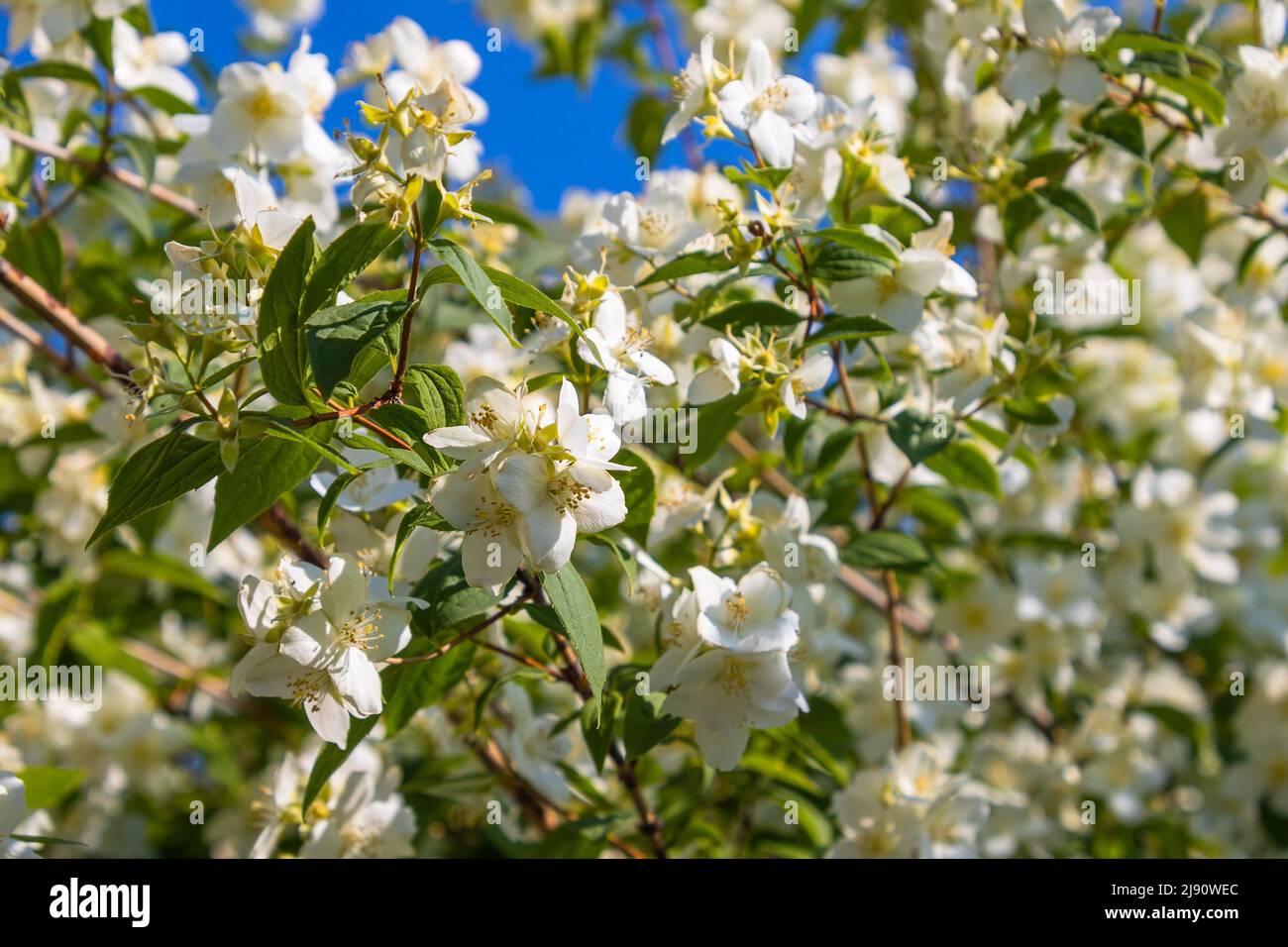 Jasmine plant berries hi-res stock photography and images - Alamy