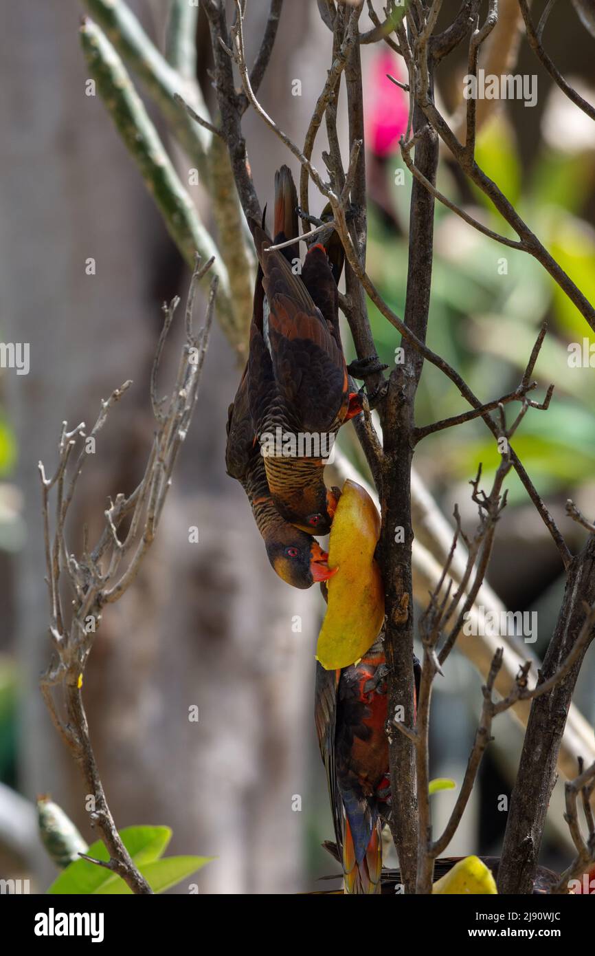 Dusky lory (Pseudeos fuscata). parrot in New Guinea in the forest ...