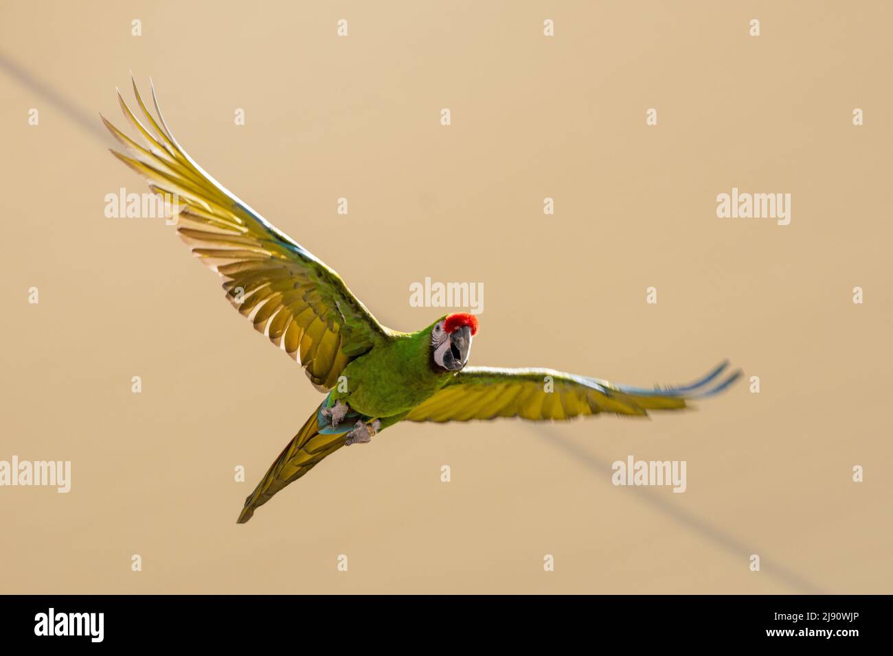 Military macaw (Ara militaris) in flight Stock Photo - Alamy