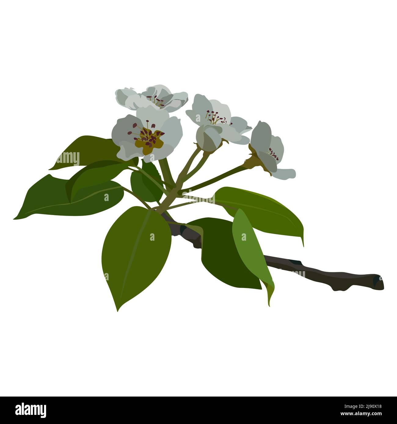 Pear blossom. Flowering pear tree branch, blooming spring nature ...