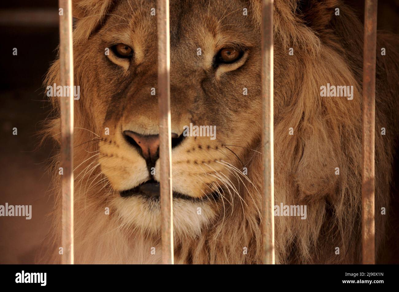 Portrait picture of a male lion imprisoned in the zoo. The bars of his ...