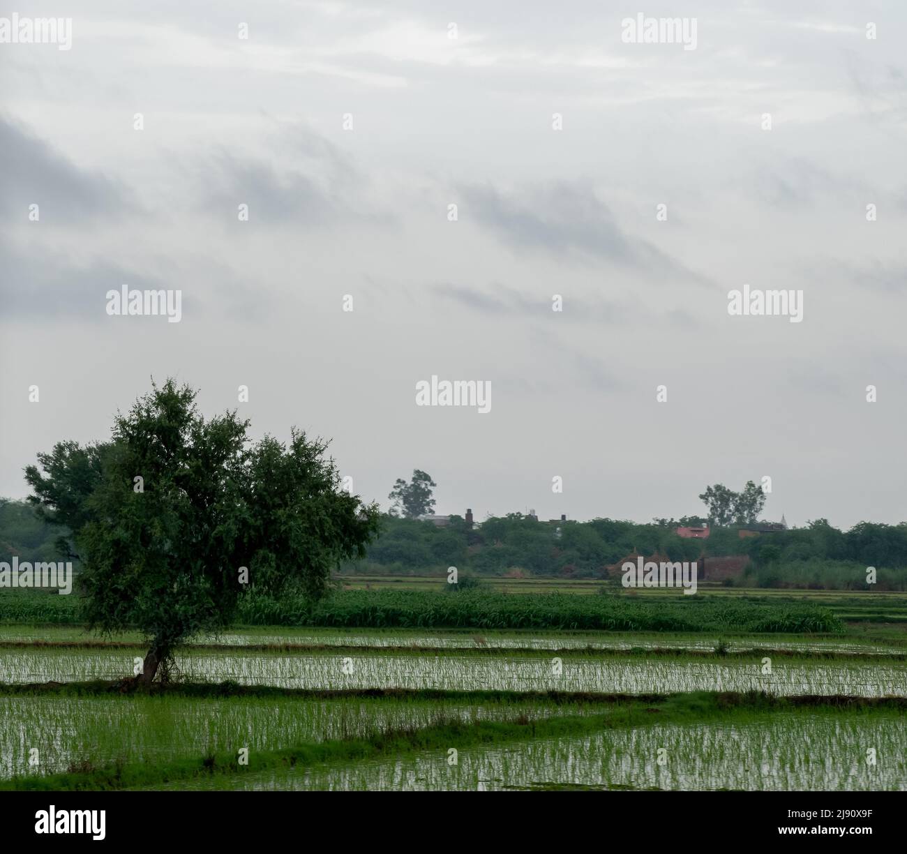 Tree alone in the middle of paddy field. good for background Stock ...