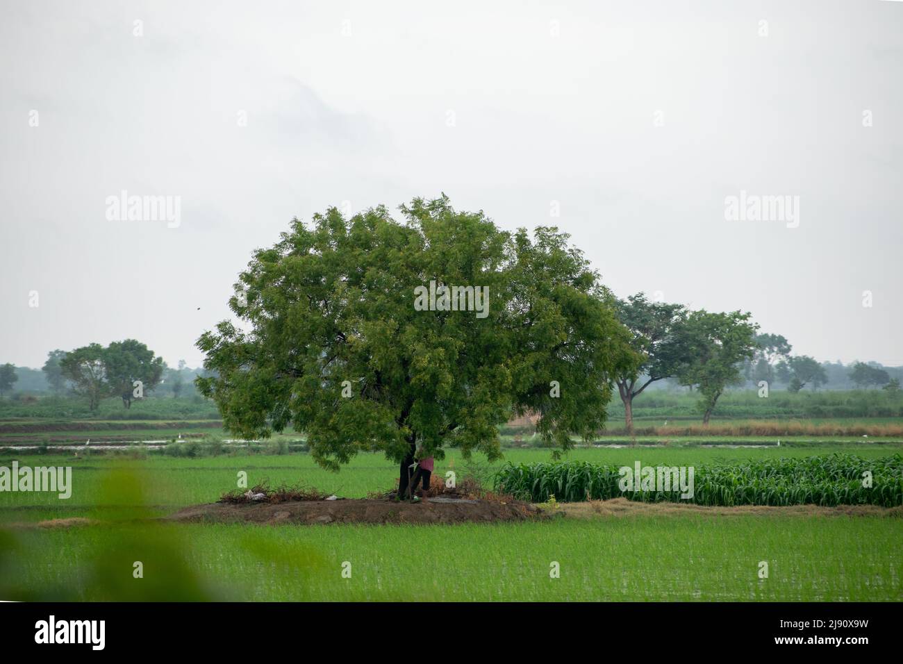 A tree alone in the middle of grass field Stock Photo - Alamy