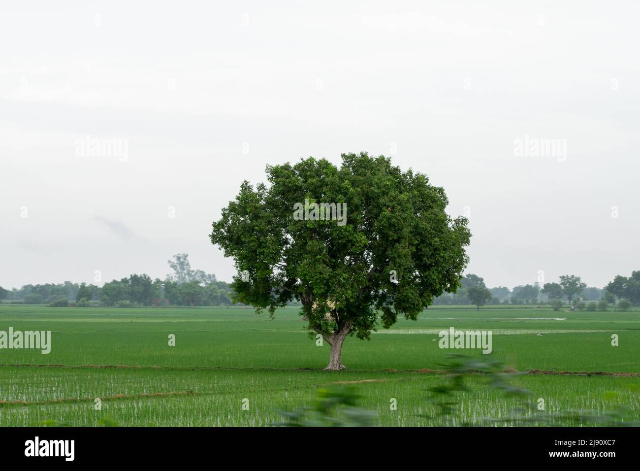A tree alone in the middle of grass field Stock Photo - Alamy