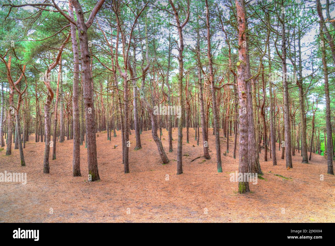 Forest trees in wood outdoor nature scene Stock Photo - Alamy
