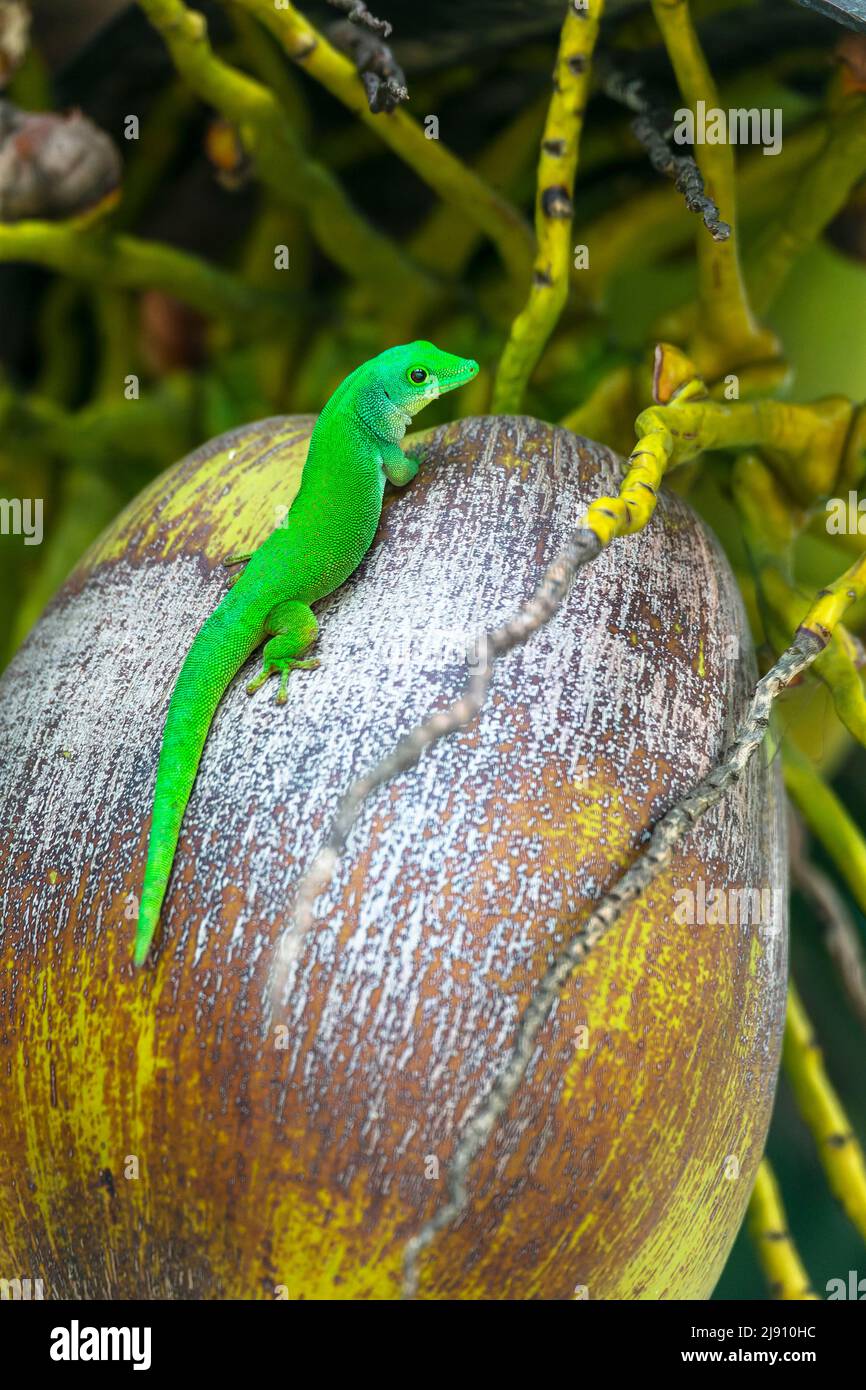 Taggecko, Seychelles giant day gecko (Phelsuma sundbergi) on a Coconut ...
