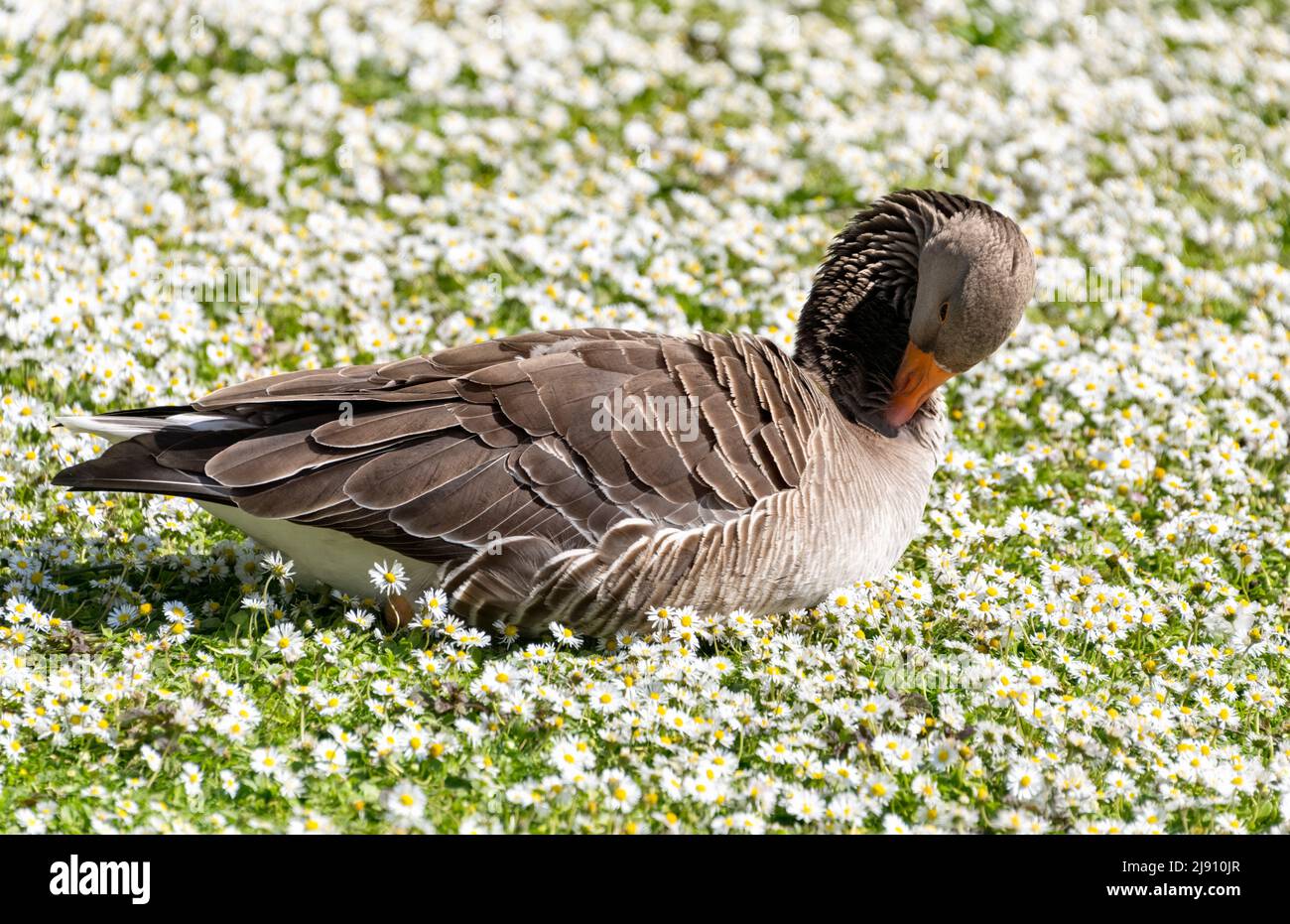 Greylag Goose preening (Anser anser ) on a bed of daisies, St. Albans ...