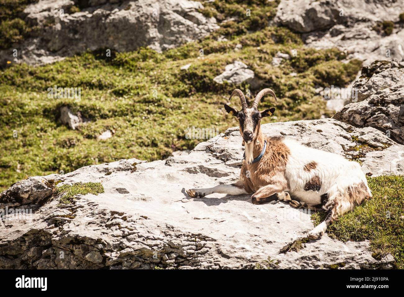 goat in an alpine environment in Leutasch in the near of Seefeld in ...