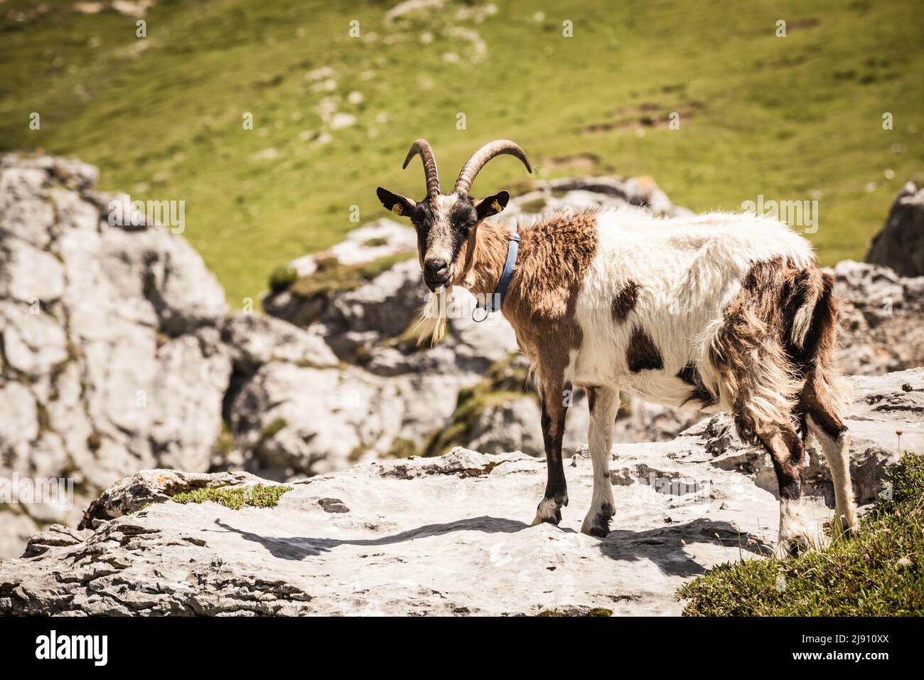 goat in an alpine environment in Leutasch in the near of Seefeld in ...