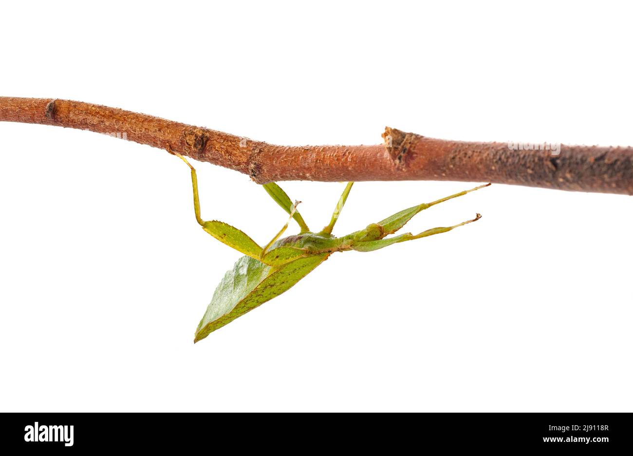 stick insect in front of white background Stock Photo - Alamy