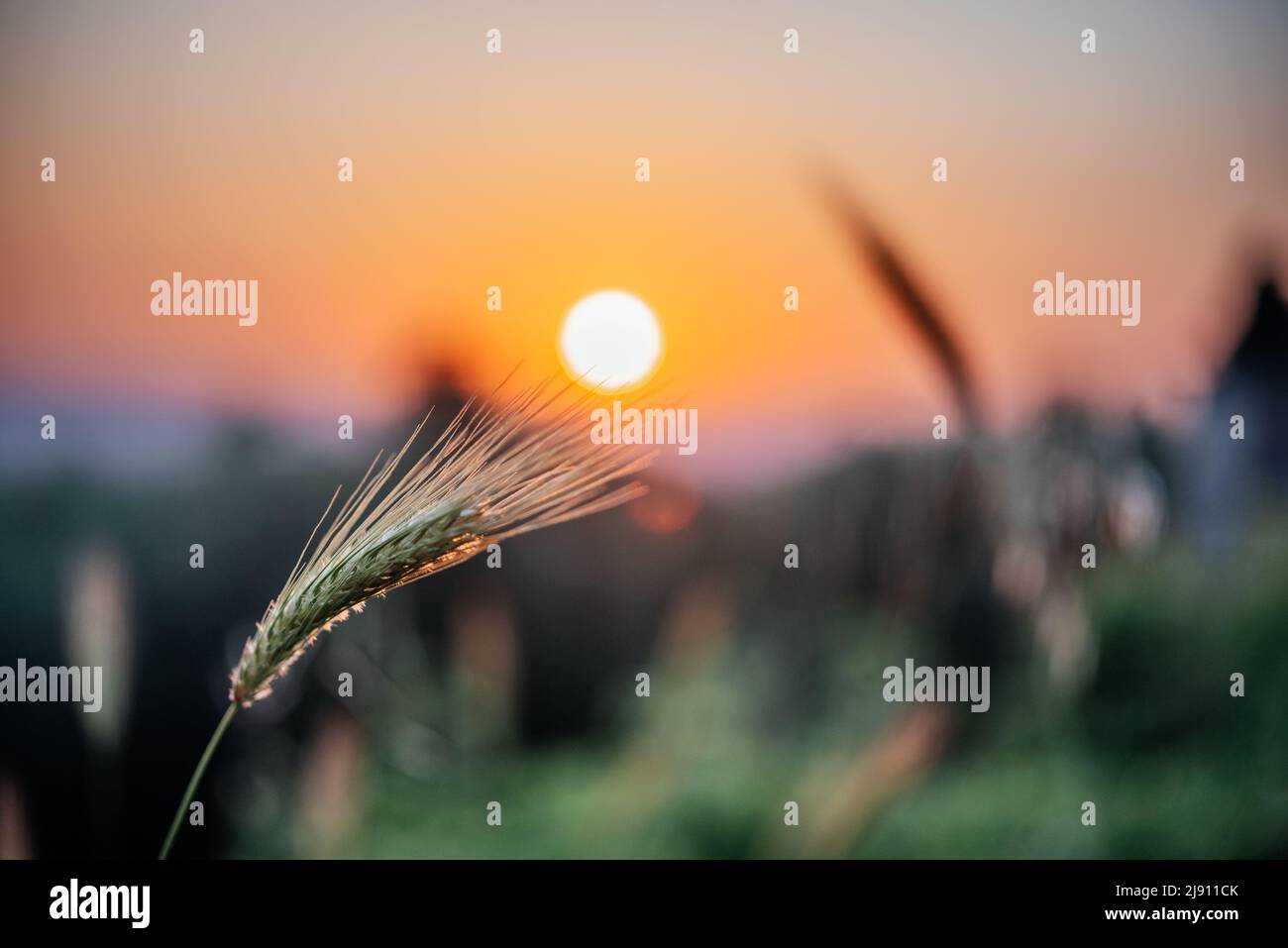 Wheat spike close-up against the setting sun in the countryside Stock ...