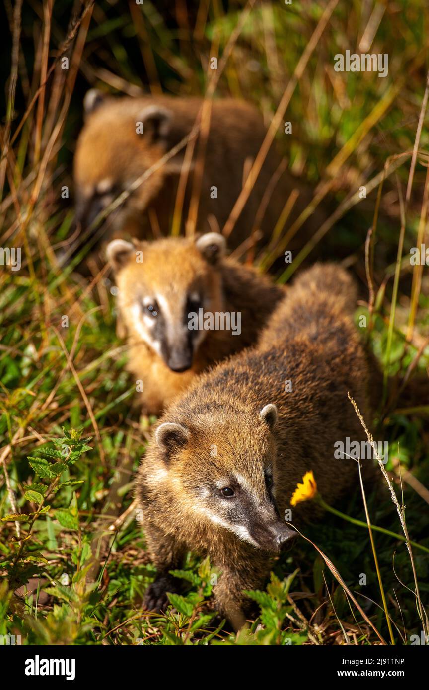 Coati ia a very common animal around the parking spot at the viewpoint ...