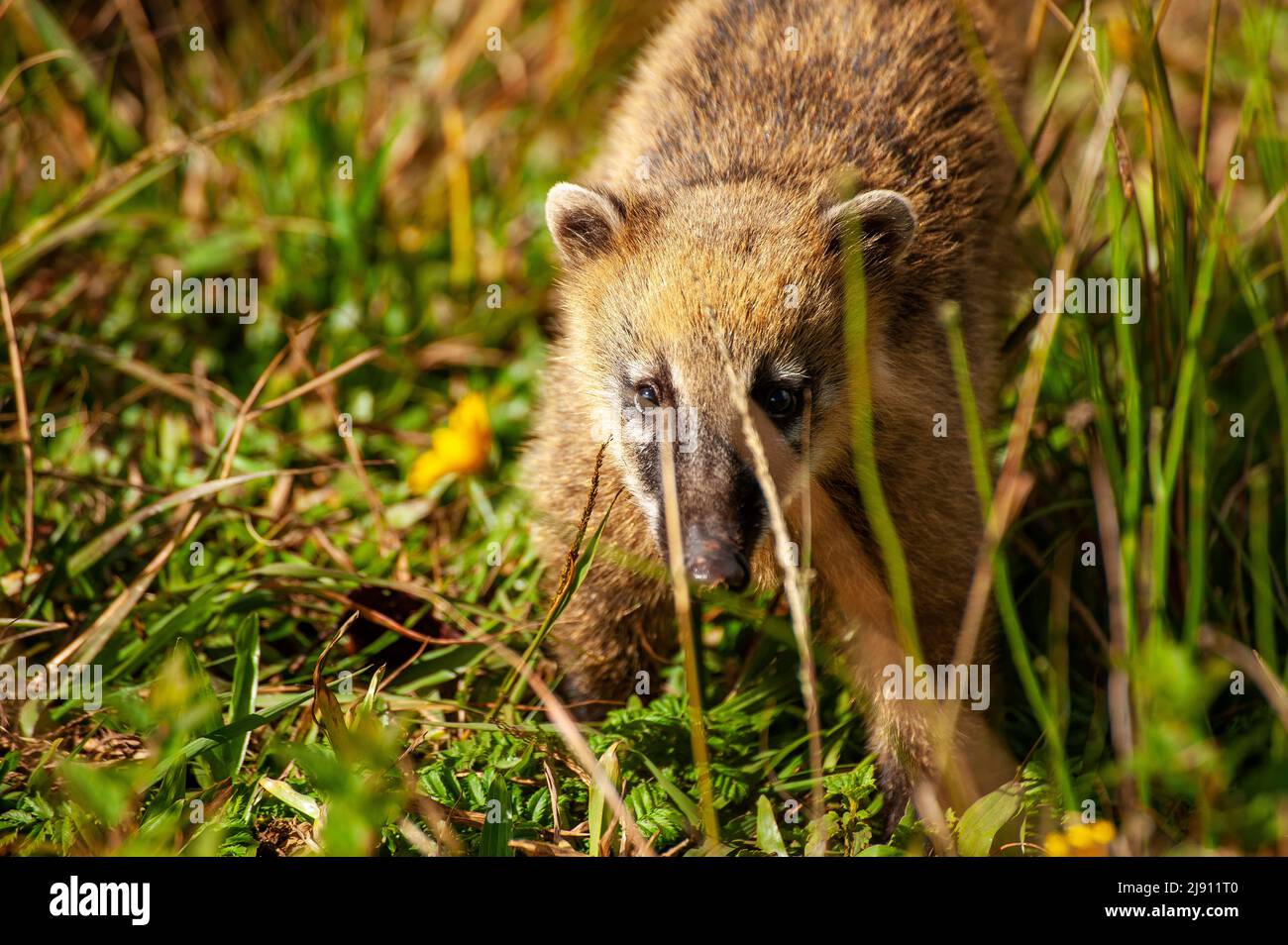 Coati ia a very common animal around the parking spot at the viewpoint ...