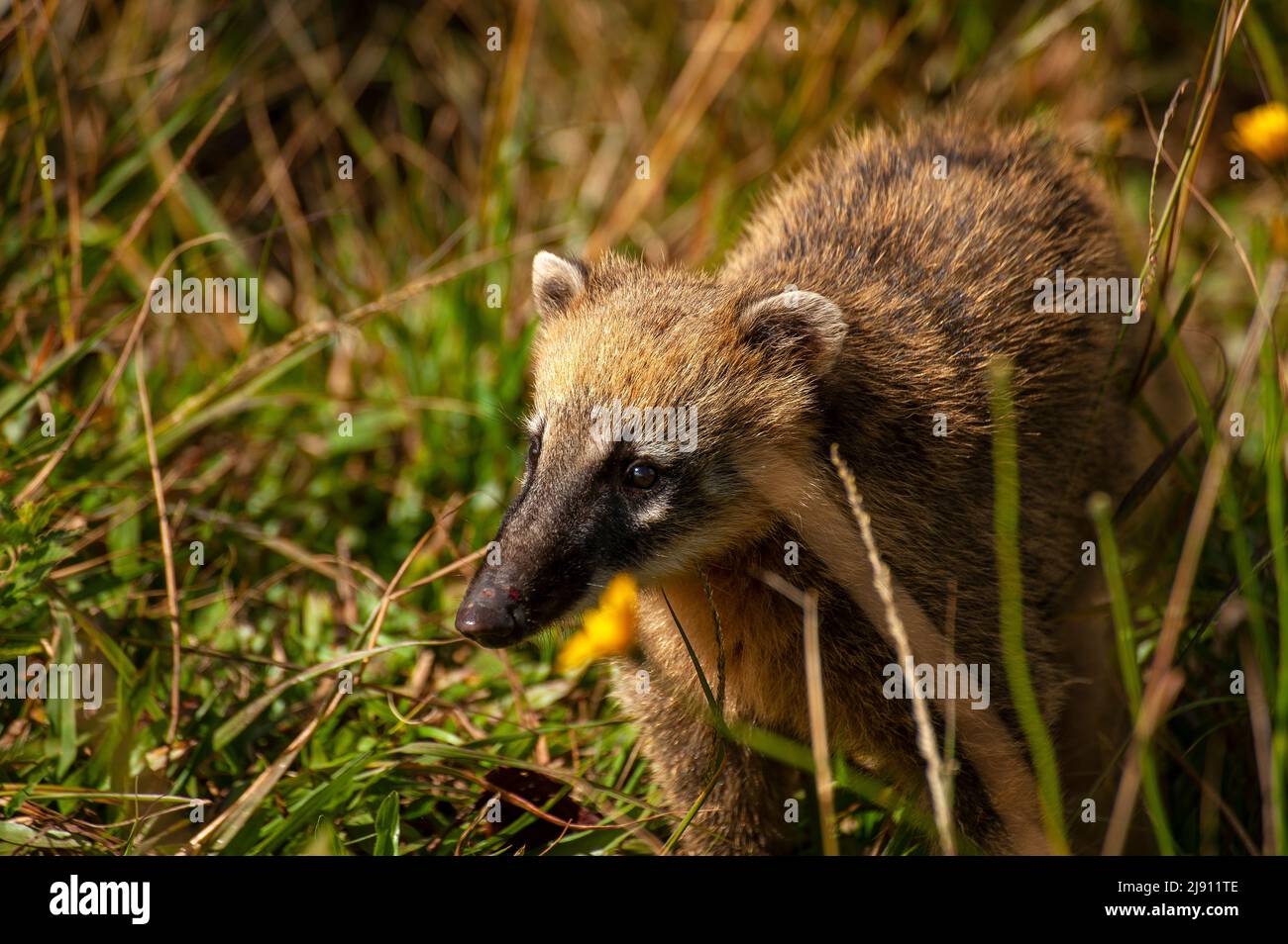 Coati ia a very common animal around the parking spot at the viewpoint ...