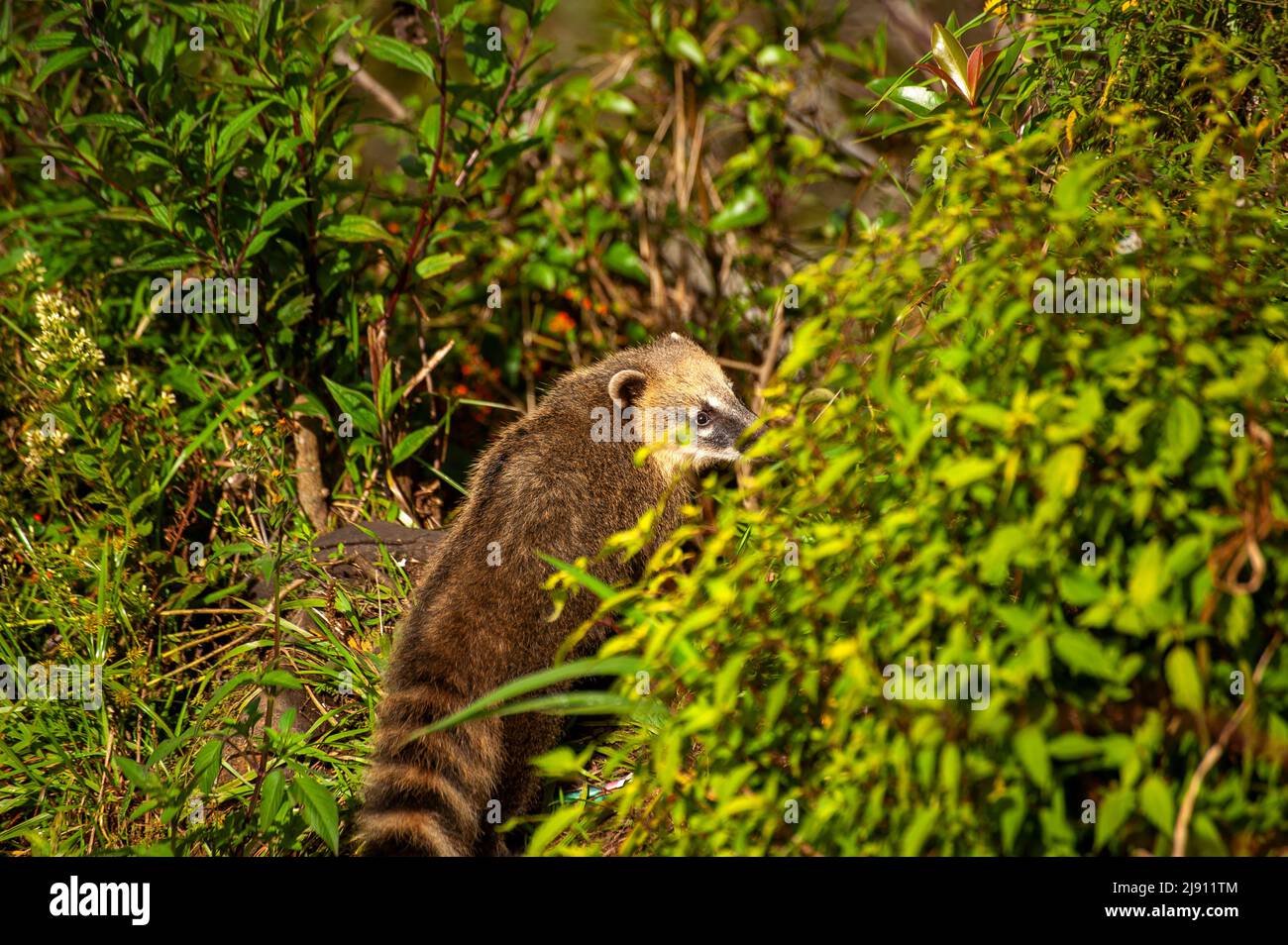 Coati ia a very common animal around the parking spot at the viewpoint ...