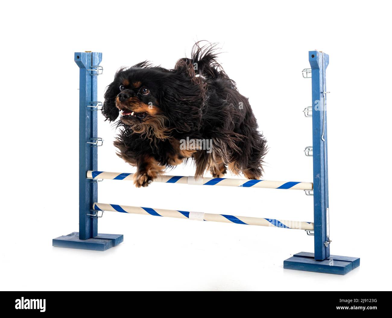 cavalier king charles in front of white background Stock Photo - Alamy