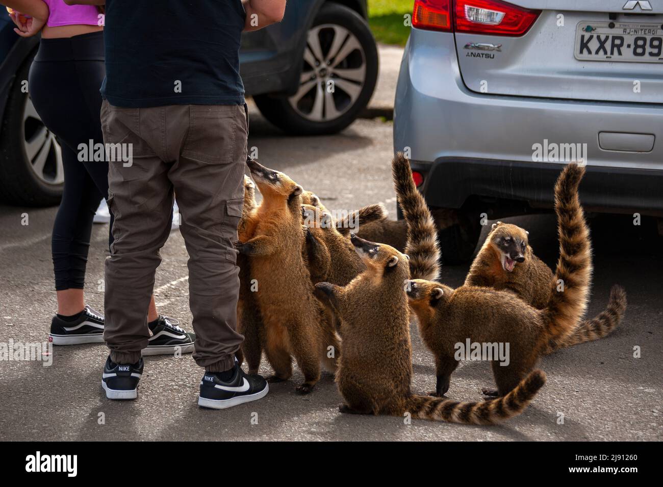 Coati ia a very common animal at the parking spot at the viewpoint of ...