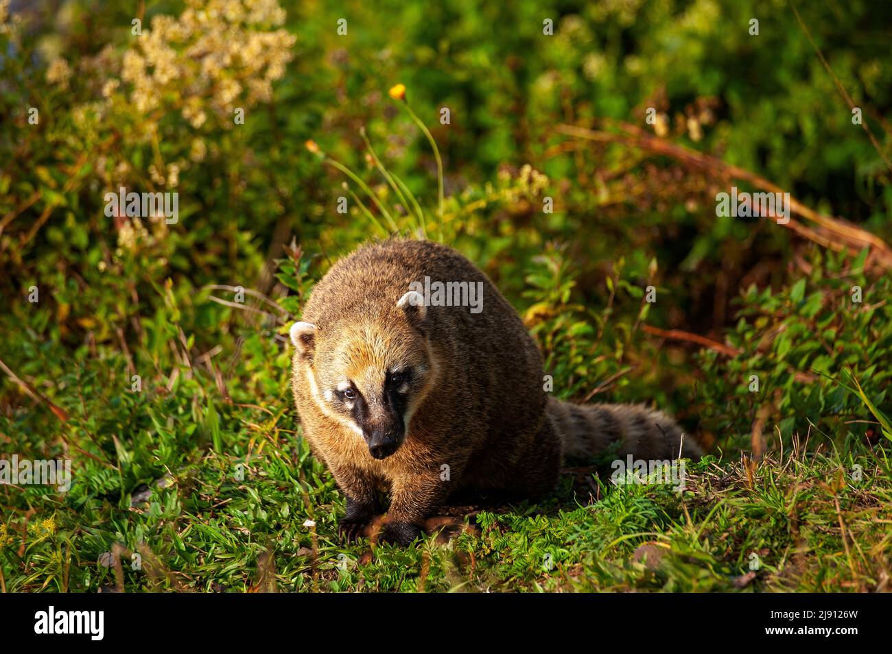 Coati ia a very common animal around the parking spot at the viewpoint ...