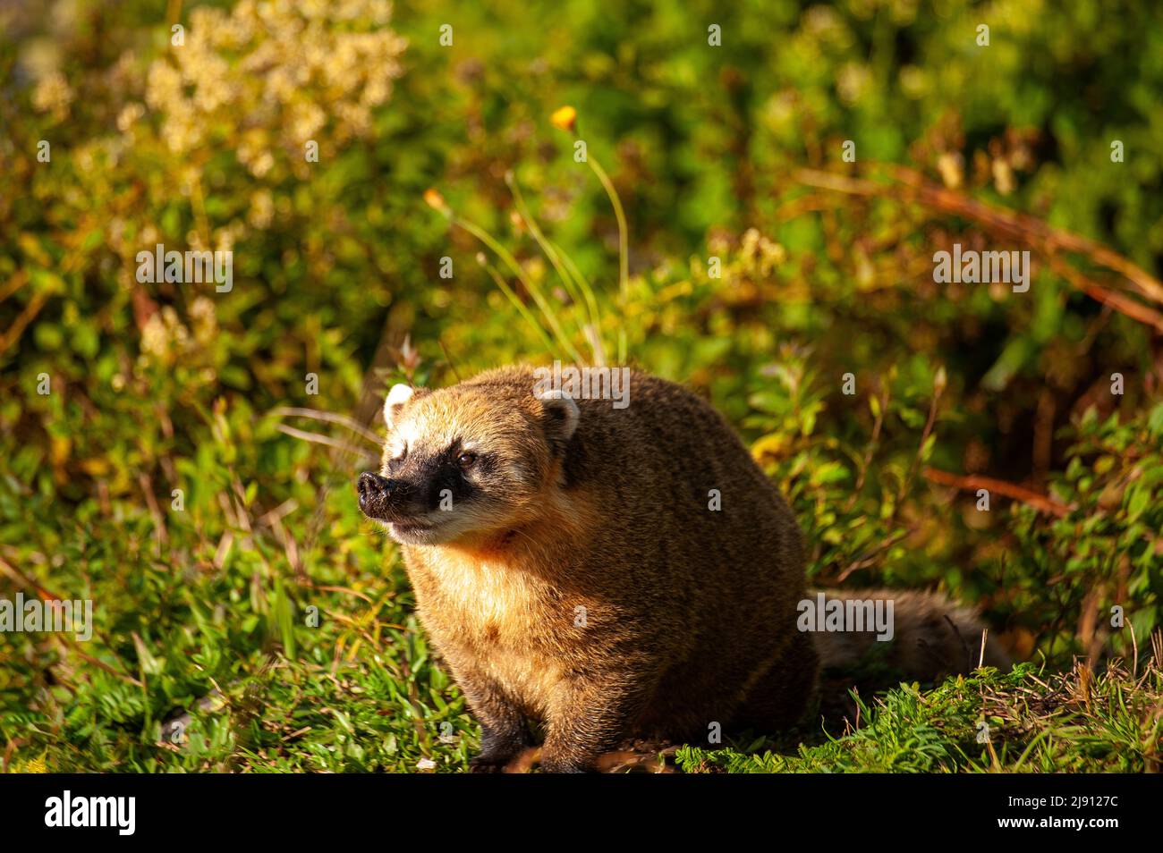 Coati ia a very common animal around the parking spot at the viewpoint ...