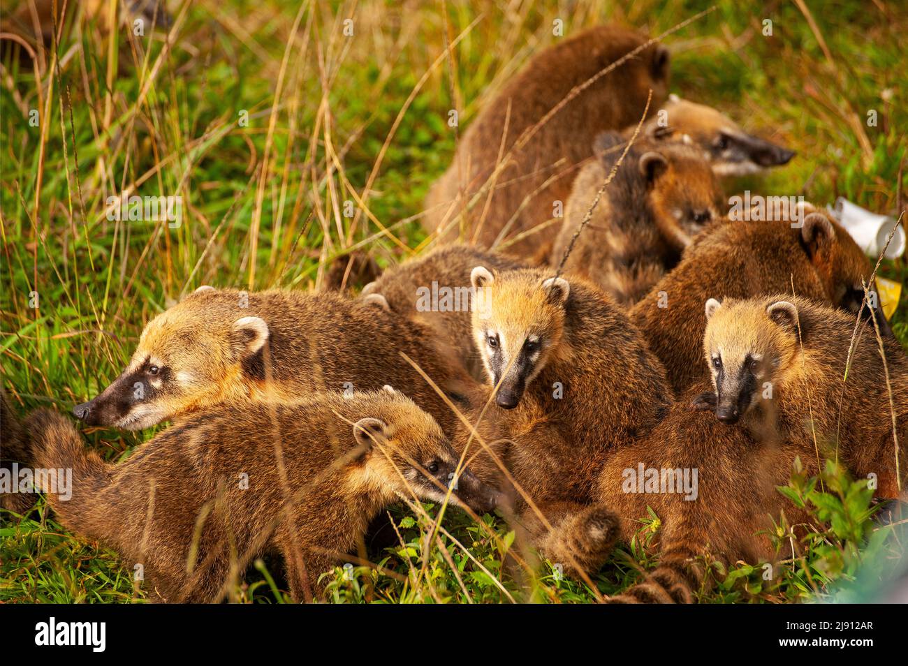 Coati ia a very common animal around the parking spot at the viewpoint ...
