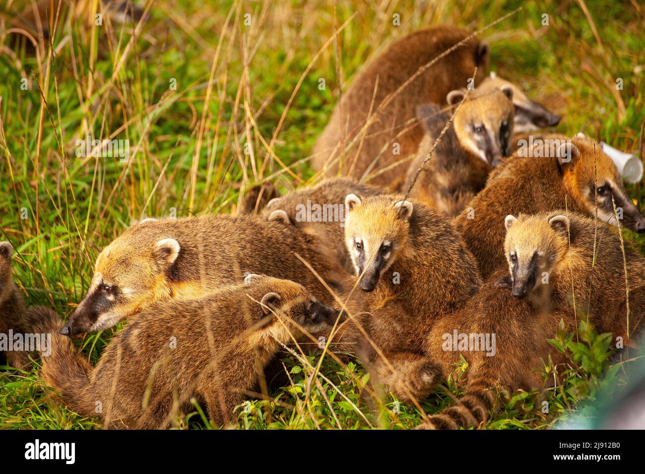 Coati ia a very common animal around the parking spot at the viewpoint ...