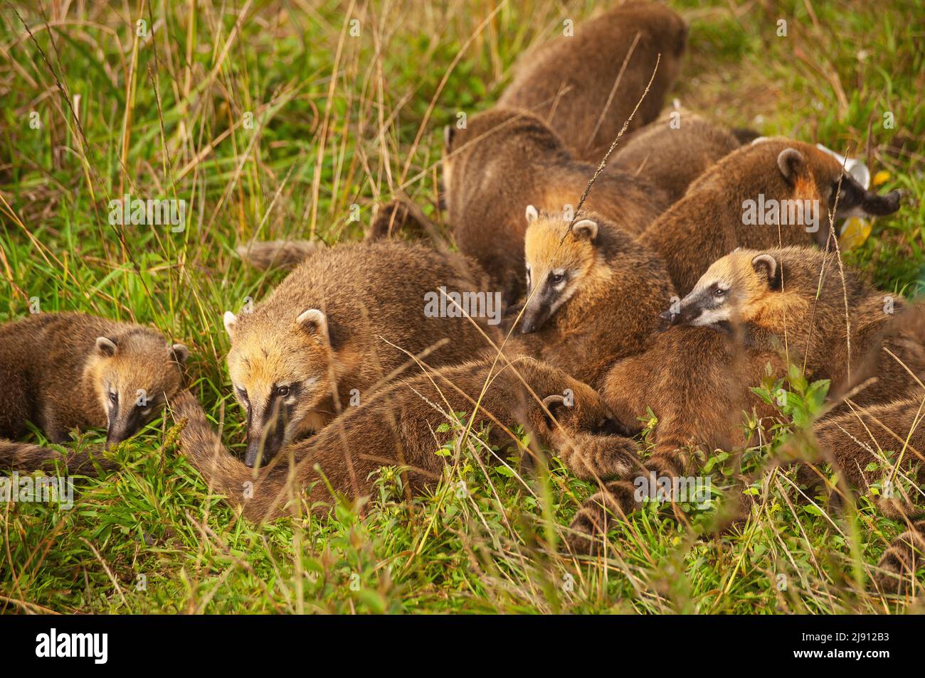 Coati ia a very common animal around the parking spot at the viewpoint ...