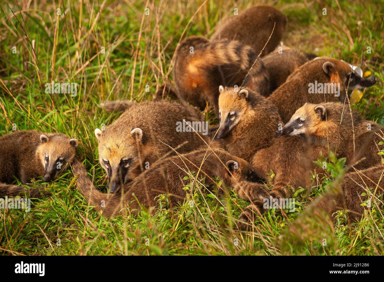 Coati ia a very common animal around the parking spot at the viewpoint ...