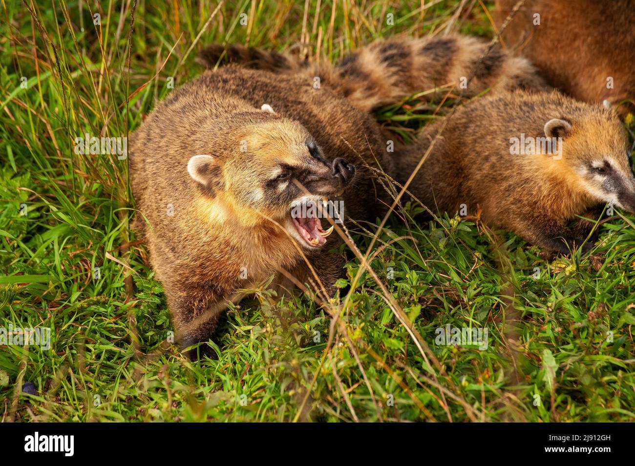 Coati ia a very common animal around the parking spot at the viewpoint of Serra do Rio do Rastro ...