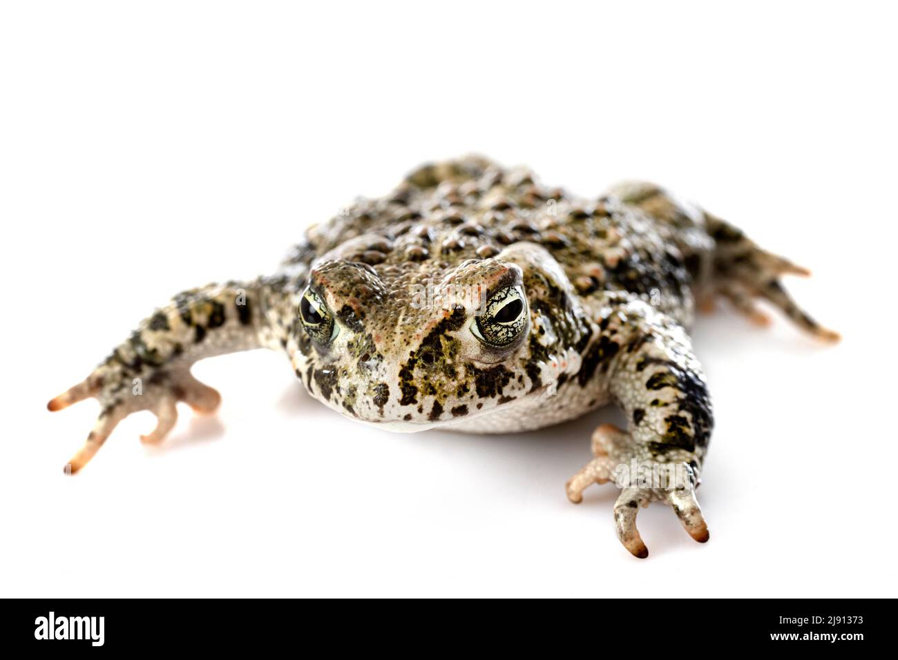 Natterjack toad in front of white background Stock Photo - Alamy