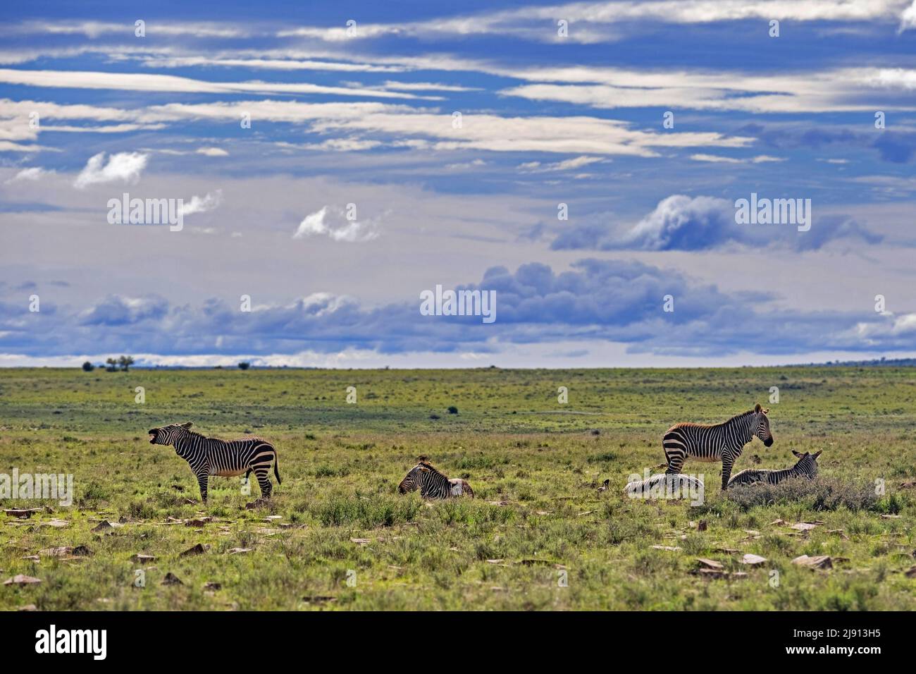 Cape mountain zebras (Equus zebra zebra) in the Mountain Zebra National ...