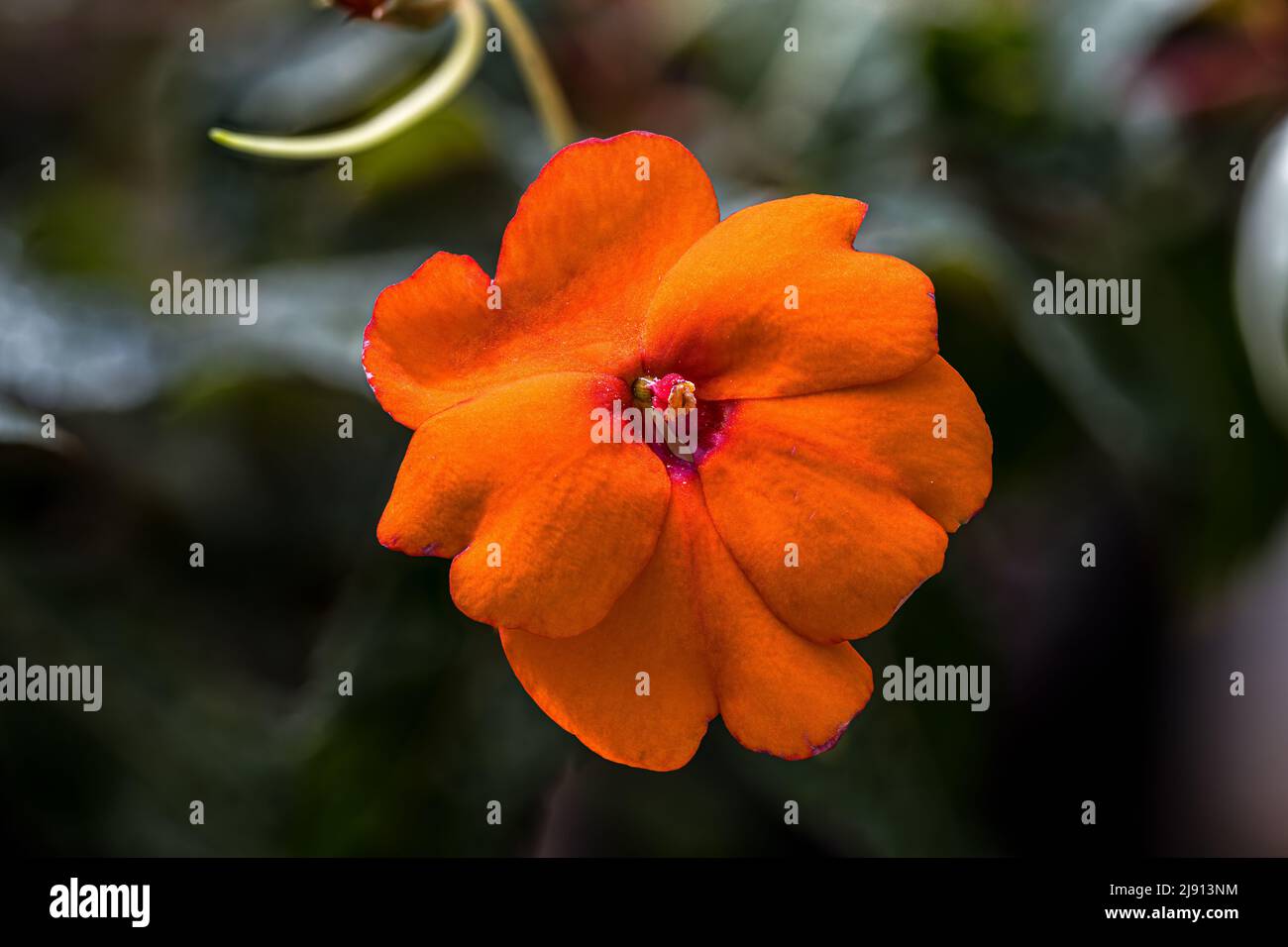 Impatiens platypetala hi-res stock photography and images - Alamy