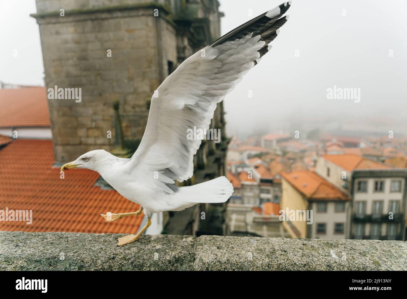 A seagull walking on a rooftop on a building in the old town city Porto ...