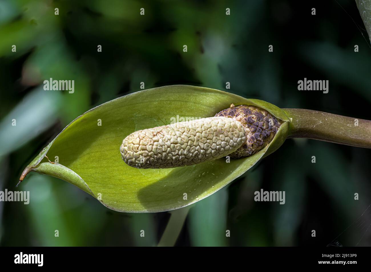 Flower of Aroid Palm (Zamioculcas zamiifolia Stock Photo - Alamy