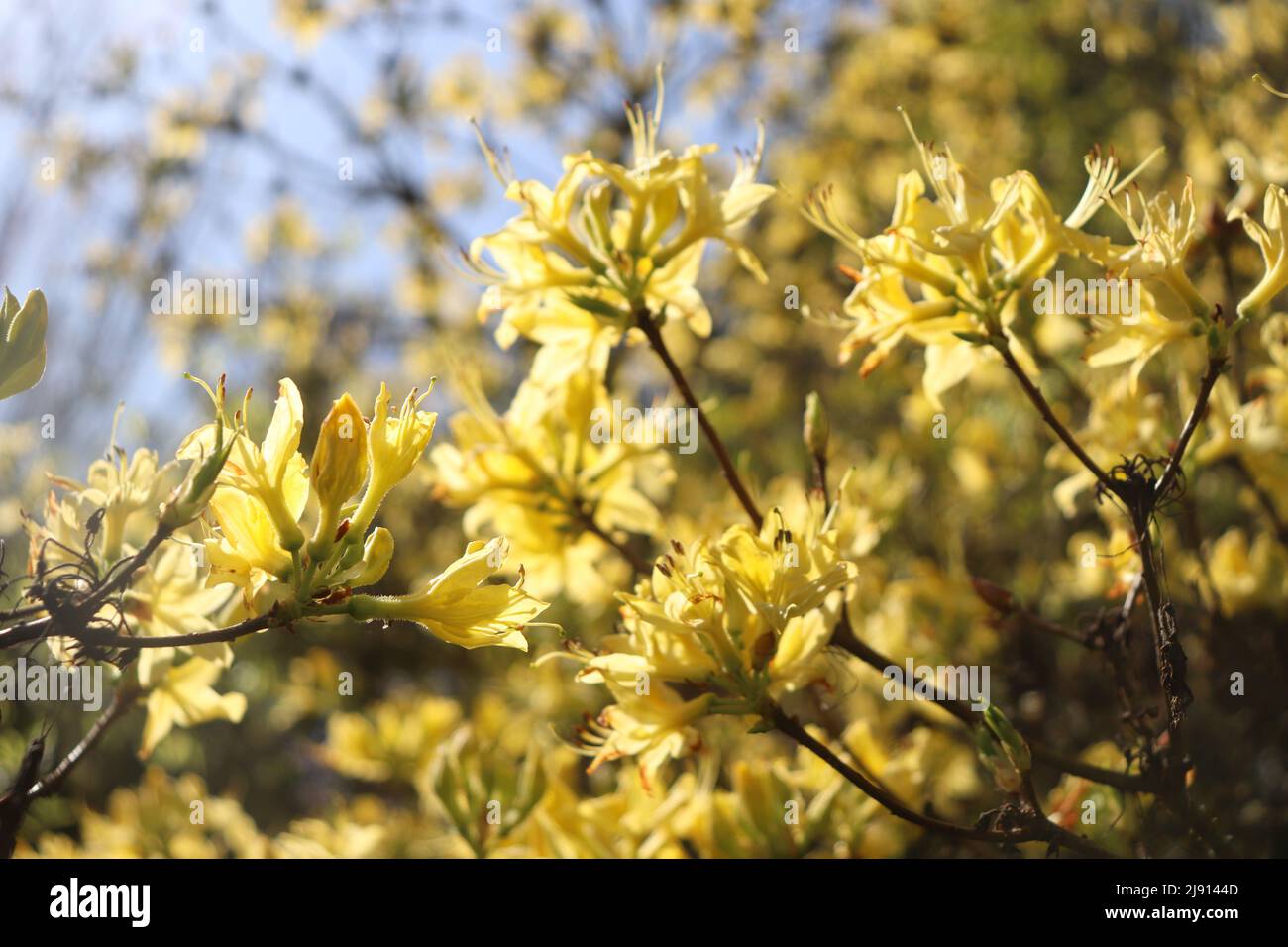 Yellow Flowers in the bright shining sun in Portland, Oregon Stock ...