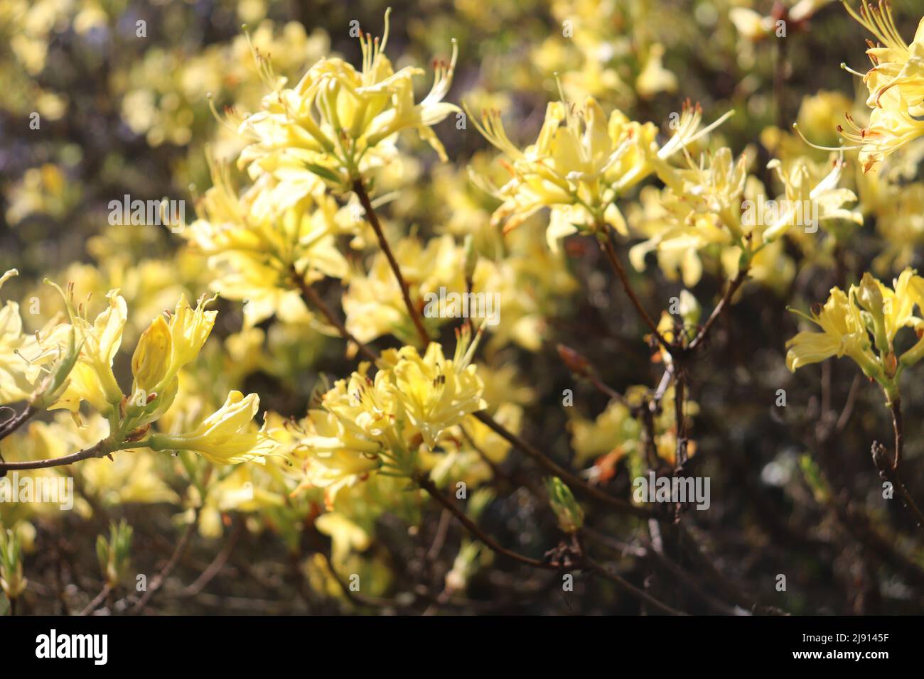Bright yellow color flowers hi-res stock photography and images - Alamy