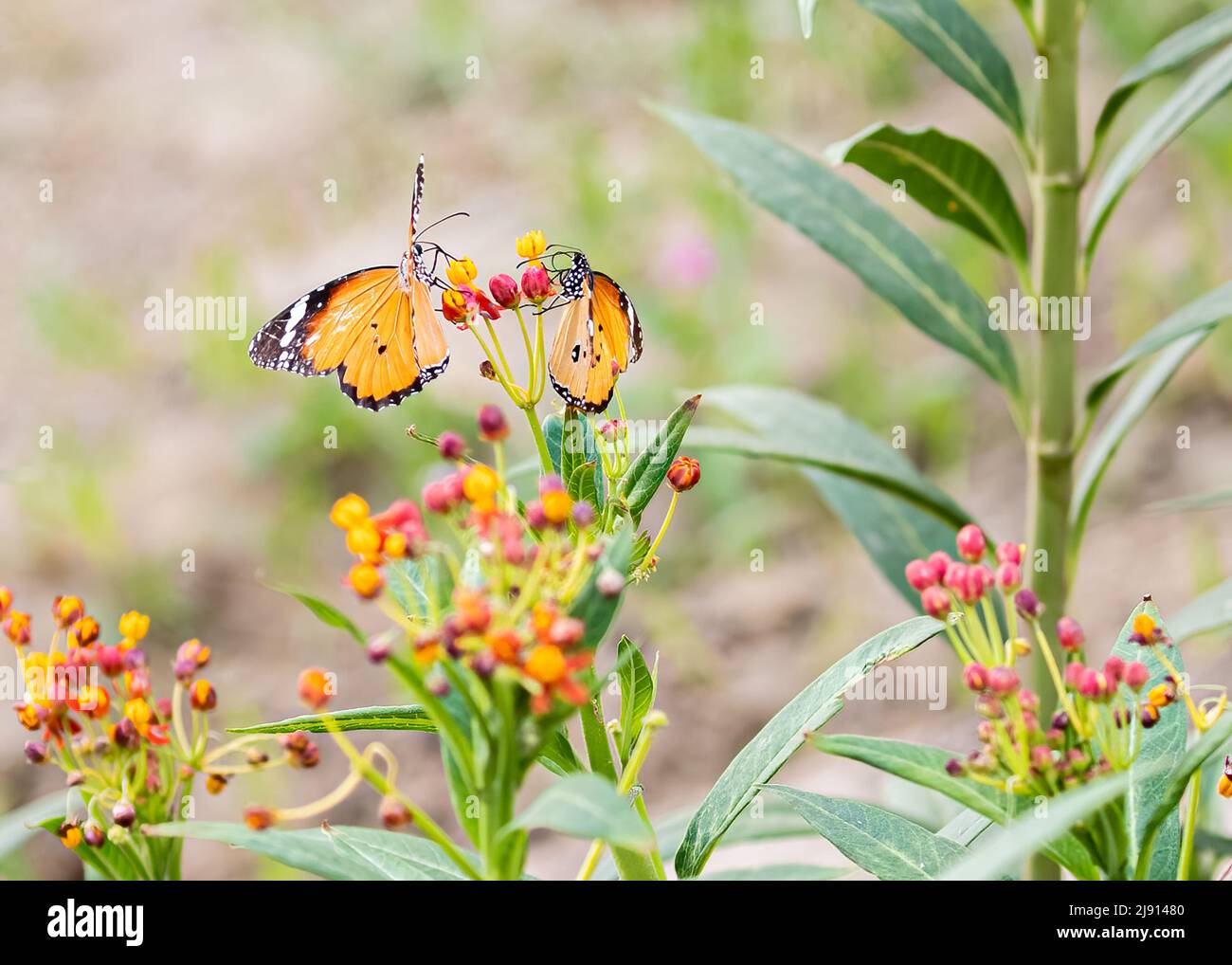 Pair of Plain Tiger on Milk weed Flower in Garden Stock Photo - Alamy