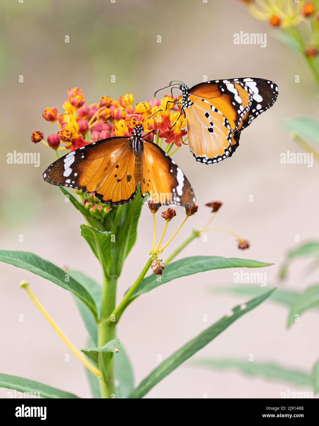 Beautiful wing detail plain hi-res stock photography and images - Alamy