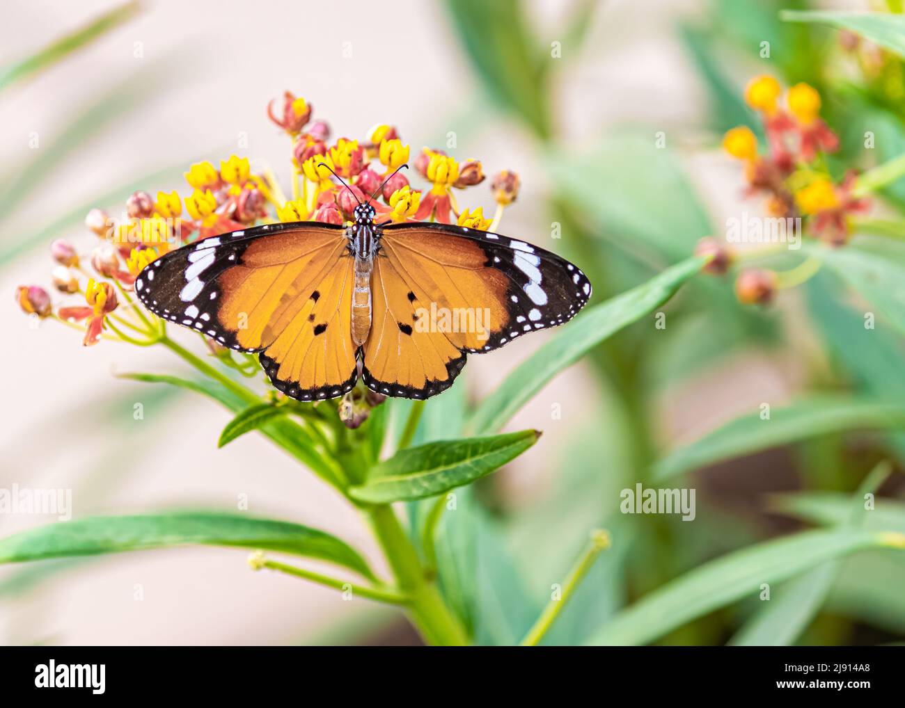 Weed in garden hi-res stock photography and images - Alamy
