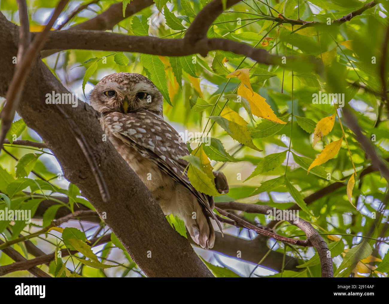 Spotted Owl hidden in a tree in forest Stock Photo - Alamy