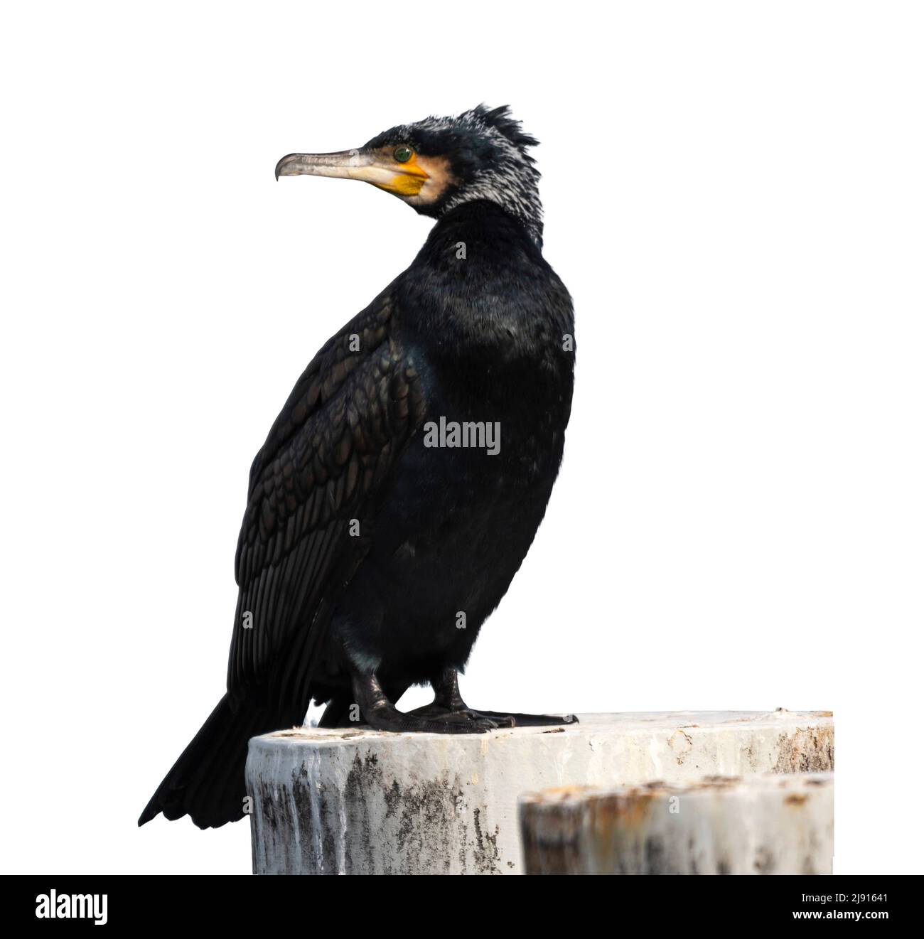 Great cormorant, Phalacrocorax carbo, standing peacefully on a pylon in ...