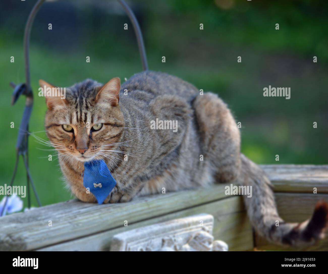 Suave cat hi-res stock photography and images - Alamy