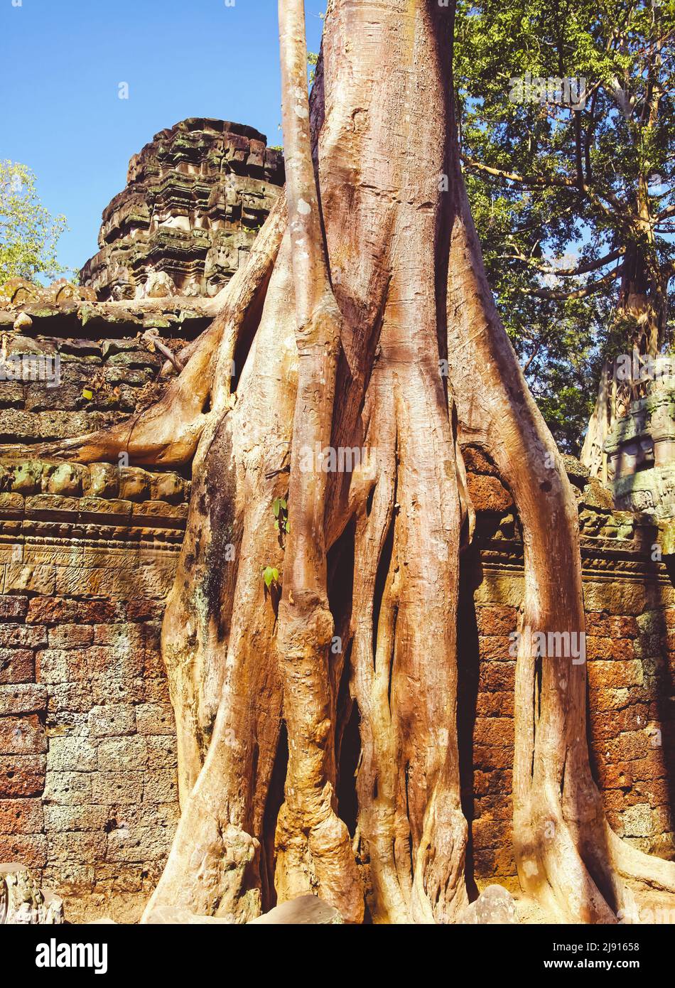 Beautiful mystical landscape, giant tree root overgrowing ancient ...
