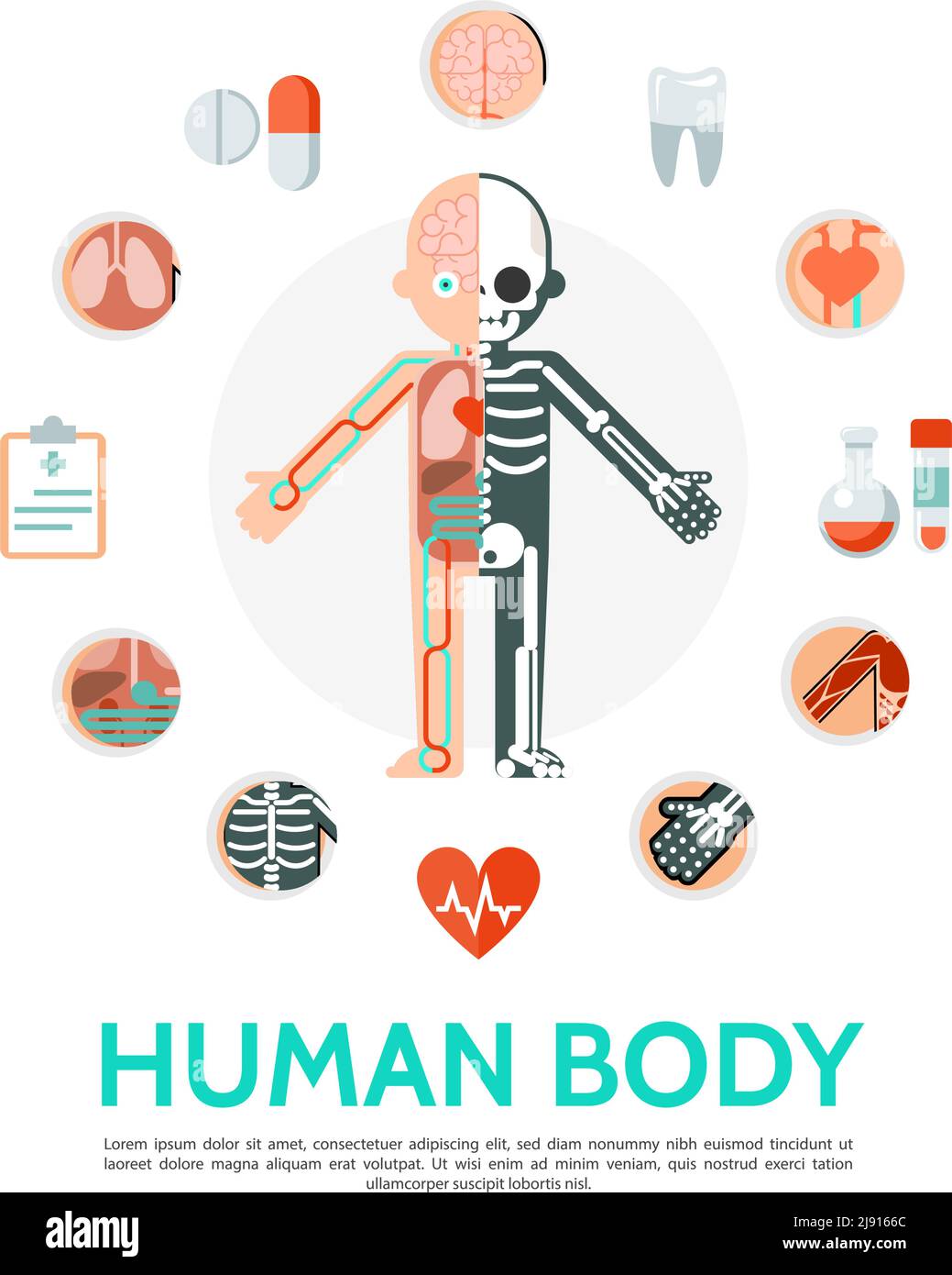 Flat human body anatomy round concept with sleketon circulatory system ...
