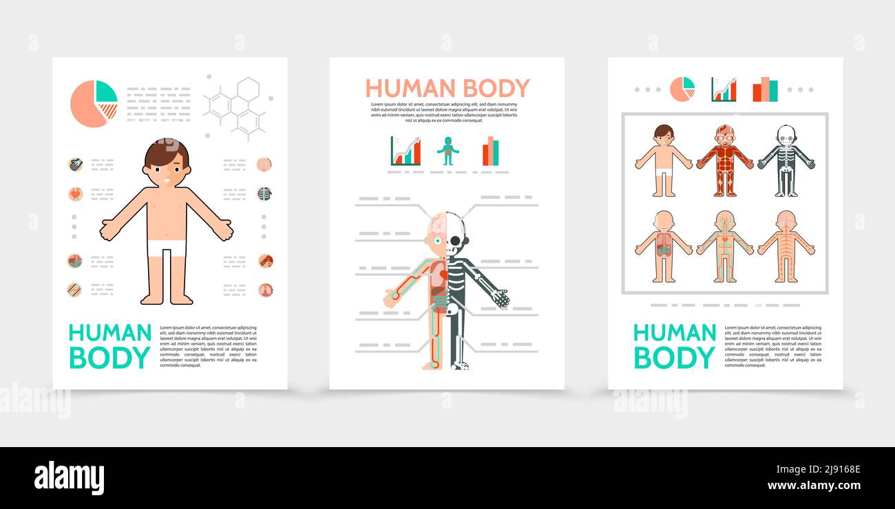 Flat human body posters with internal organs muscular skeletal ...